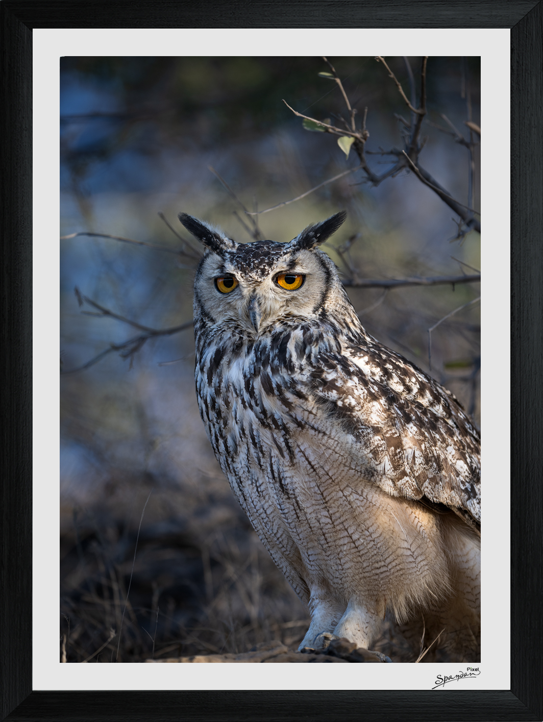 Regal Eurasian Eagle-Owl in Natural Habitat - Spandan Pixel