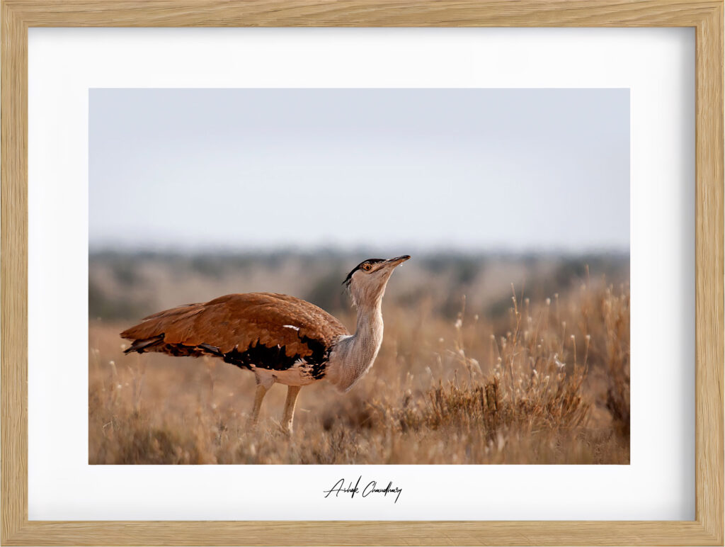 Great Indian Bustard in Grassland - Spandan Pixel